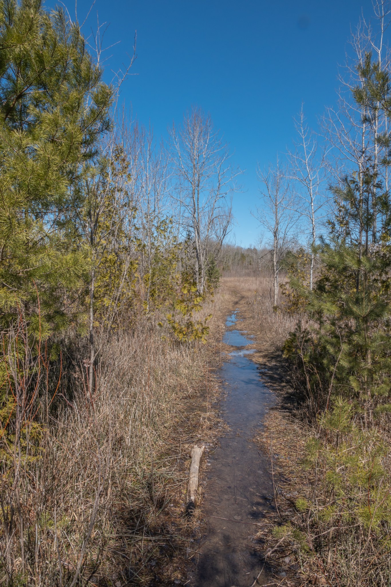 Heber Down Conservation Area: March 21, 2020 | Miles Hearn