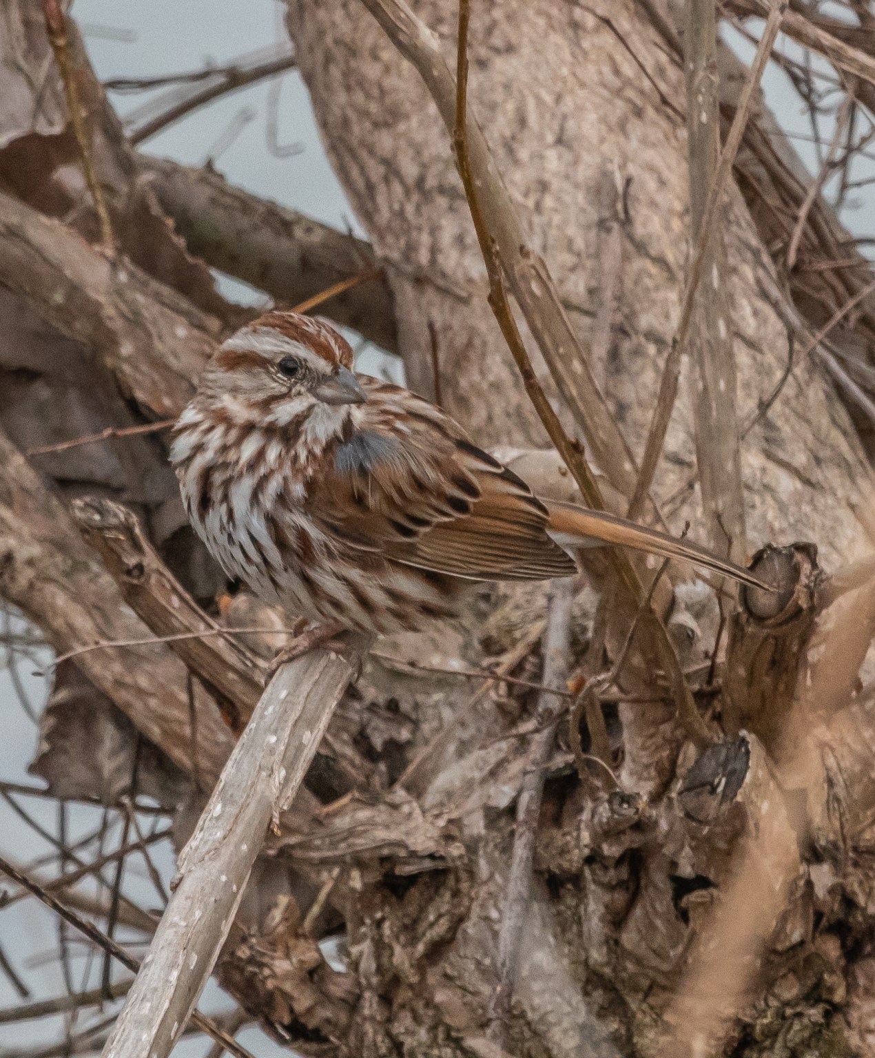Identification of 11 Sparrow Species: a Photographic Guide | Miles Hearn