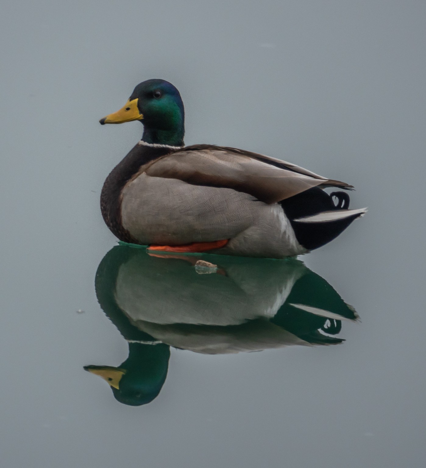 Identification of 10 Marsh Duck Species: an Updated Photographic Guide ...