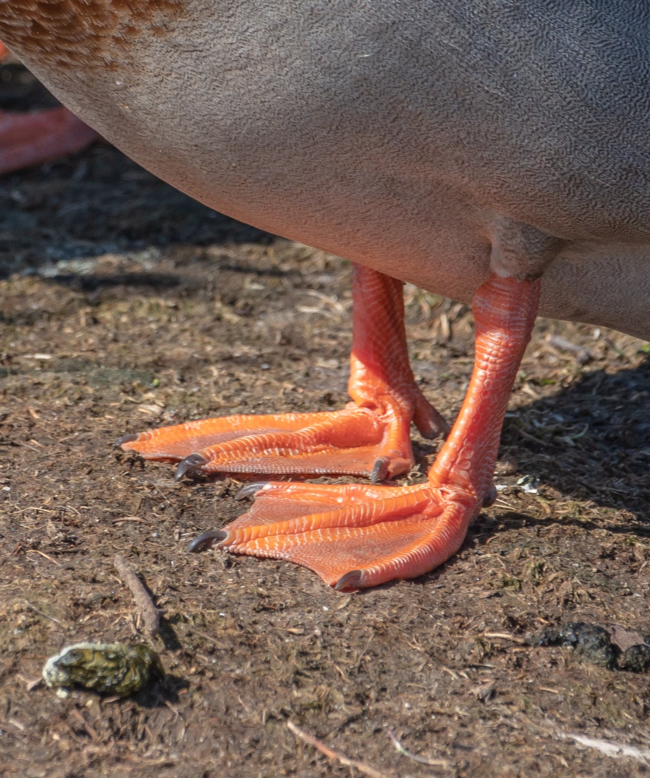 Lots of Webbed Feet at Scarborough Bluffs: March 5, 2020 | Miles Hearn