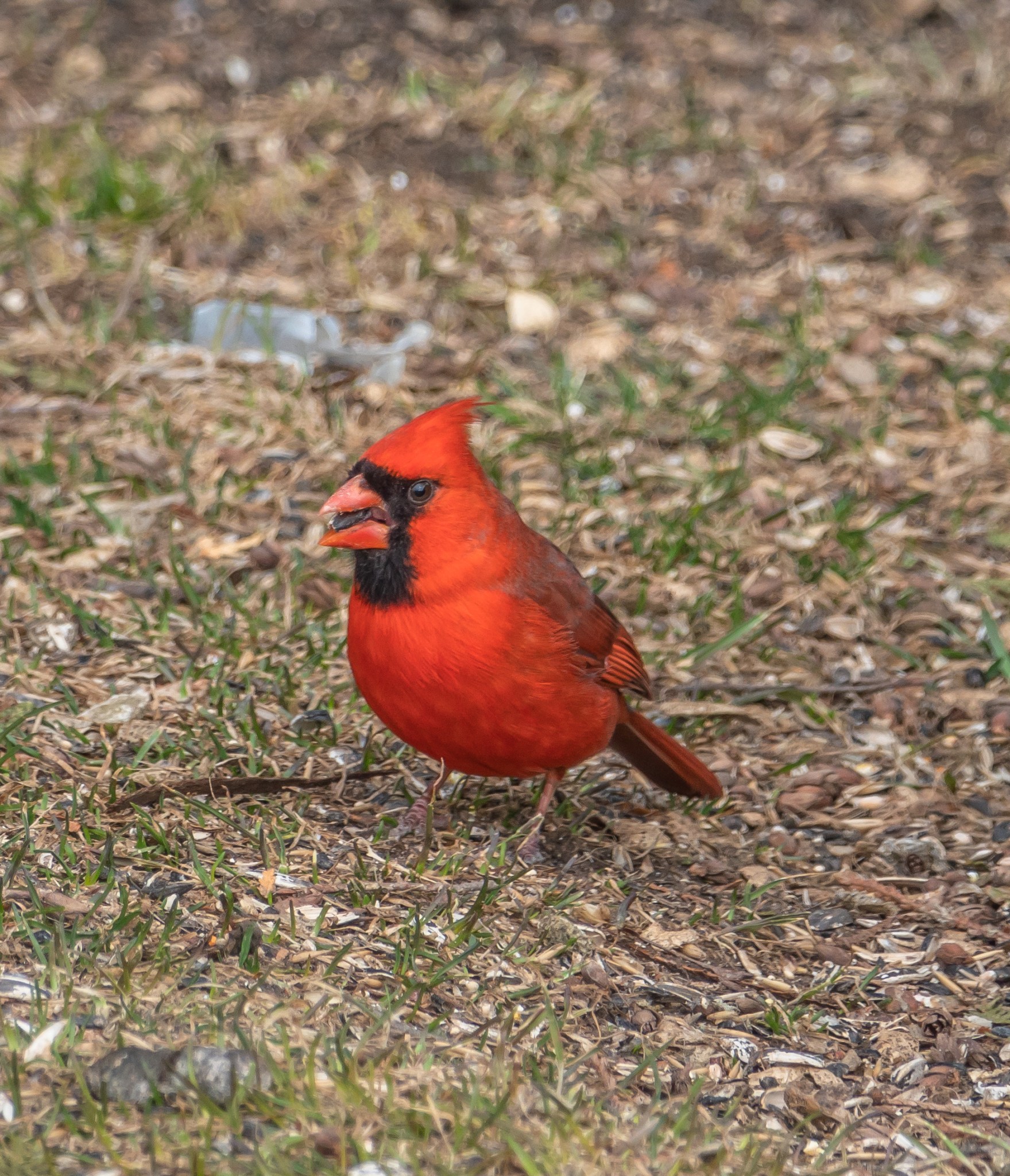Raven at Scarborough Bluffs: March 11, 2020 | Miles Hearn