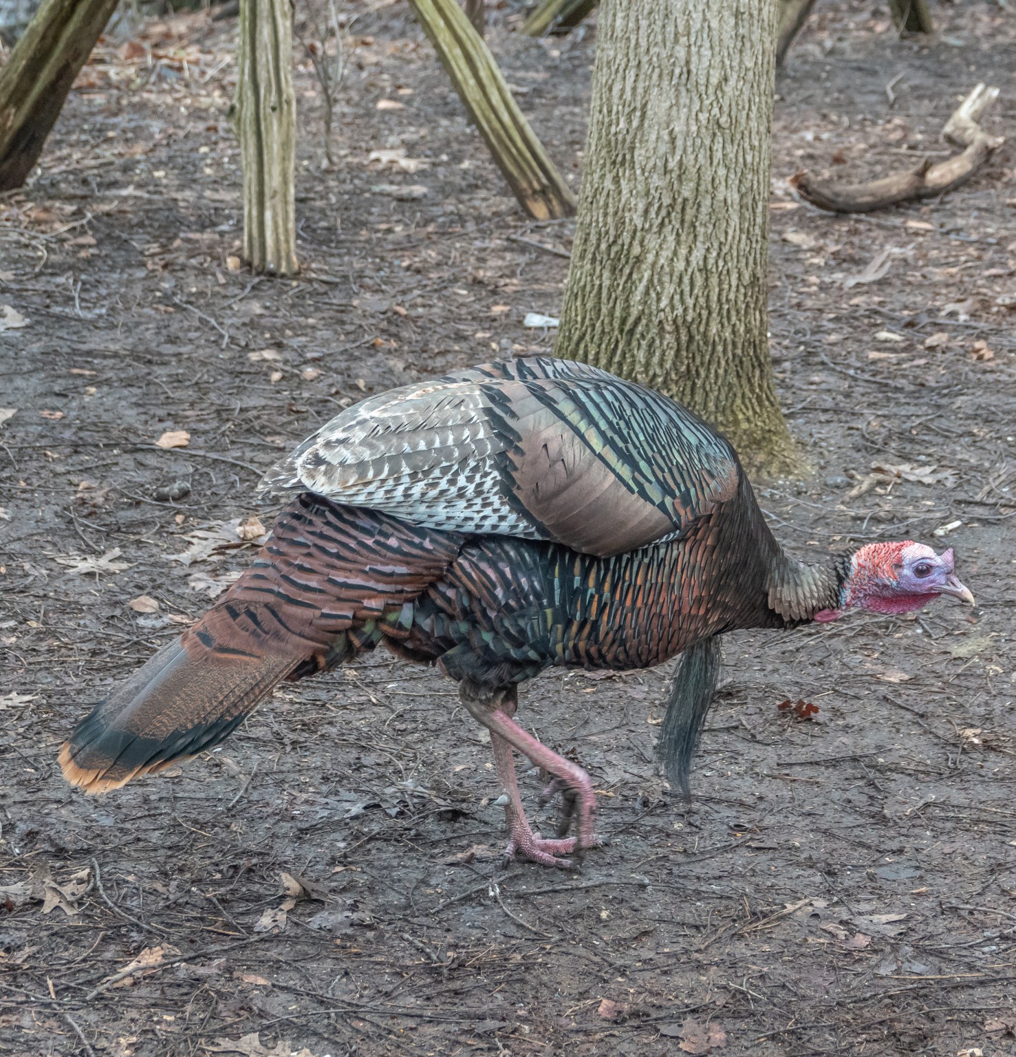Wild Turkeys at Lynde Shores: March 13, 2020 | Miles Hearn