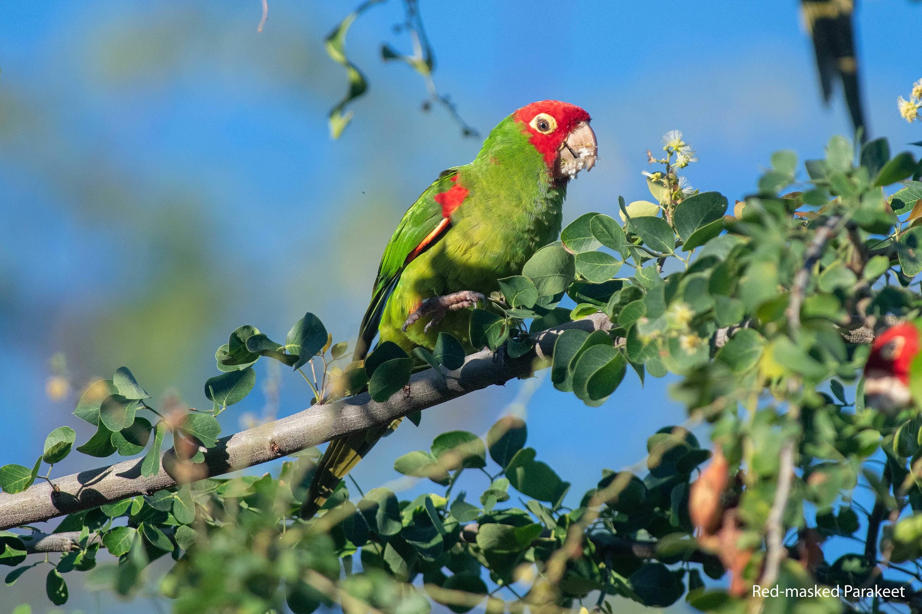 Parakeet, Red-masked 20200126 99 | Miles Hearn