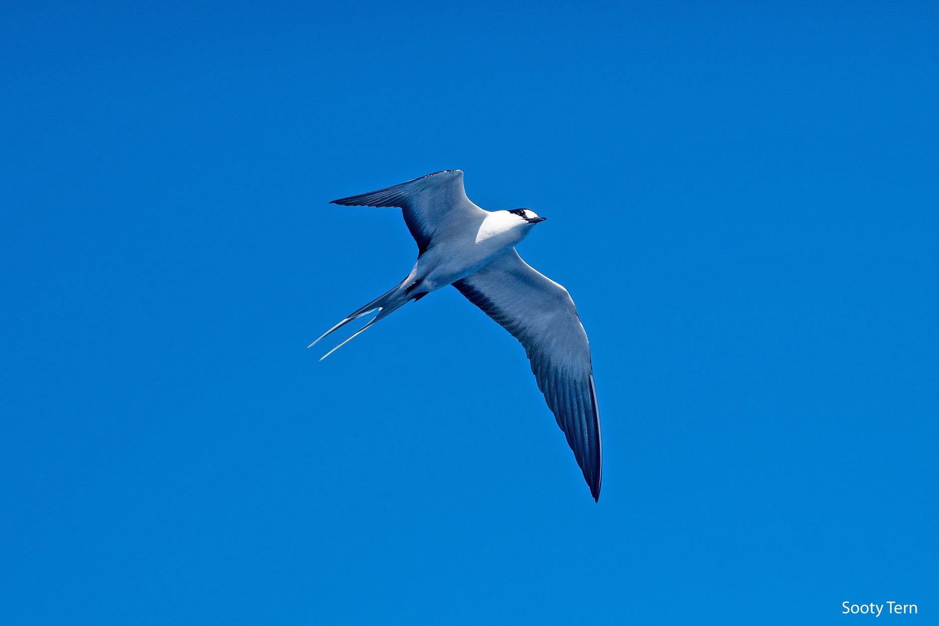 Tern Sooty 20200125 418 Miles Hearn