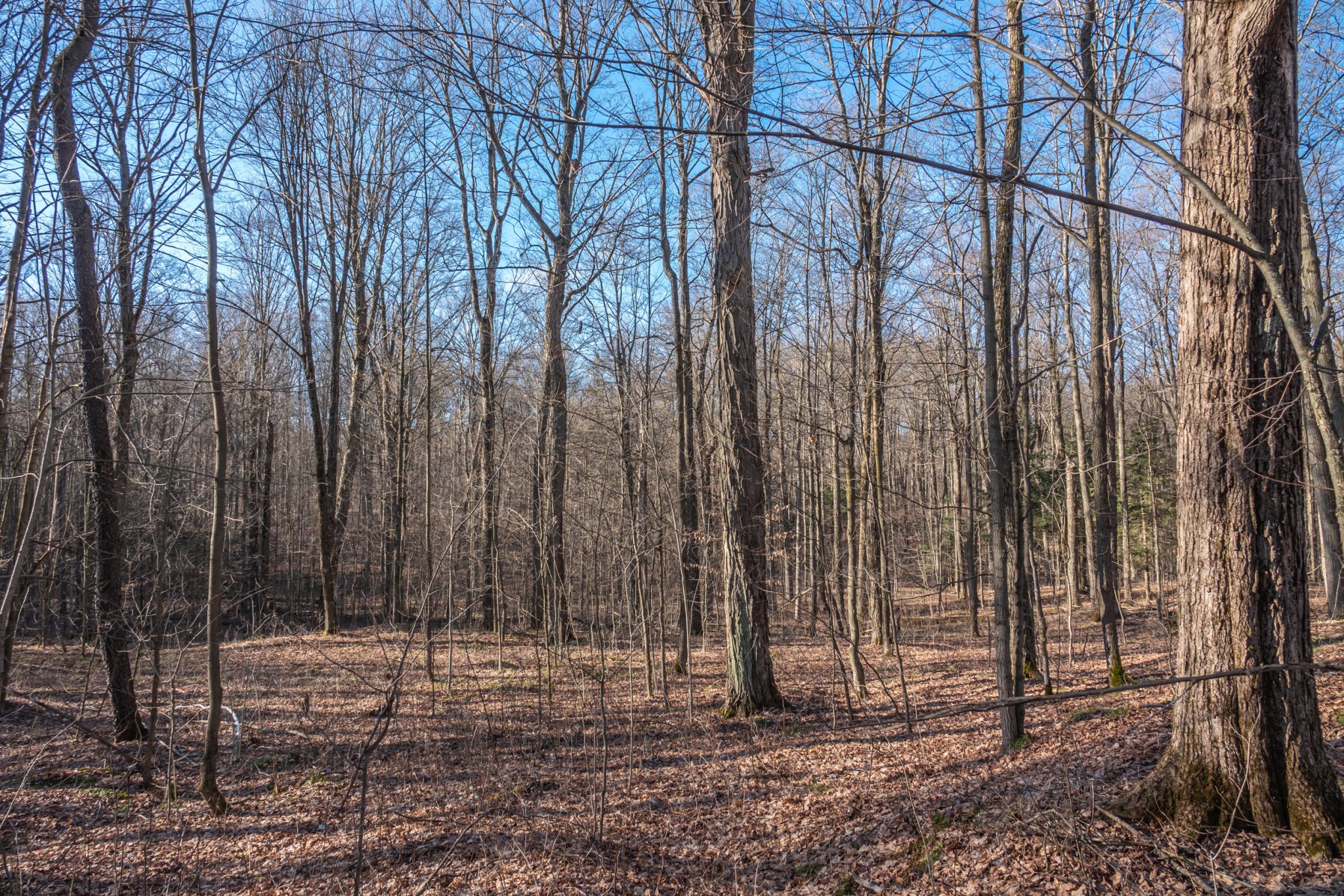 Mount Albert, Ontario: April 3, 2020 | Miles Hearn