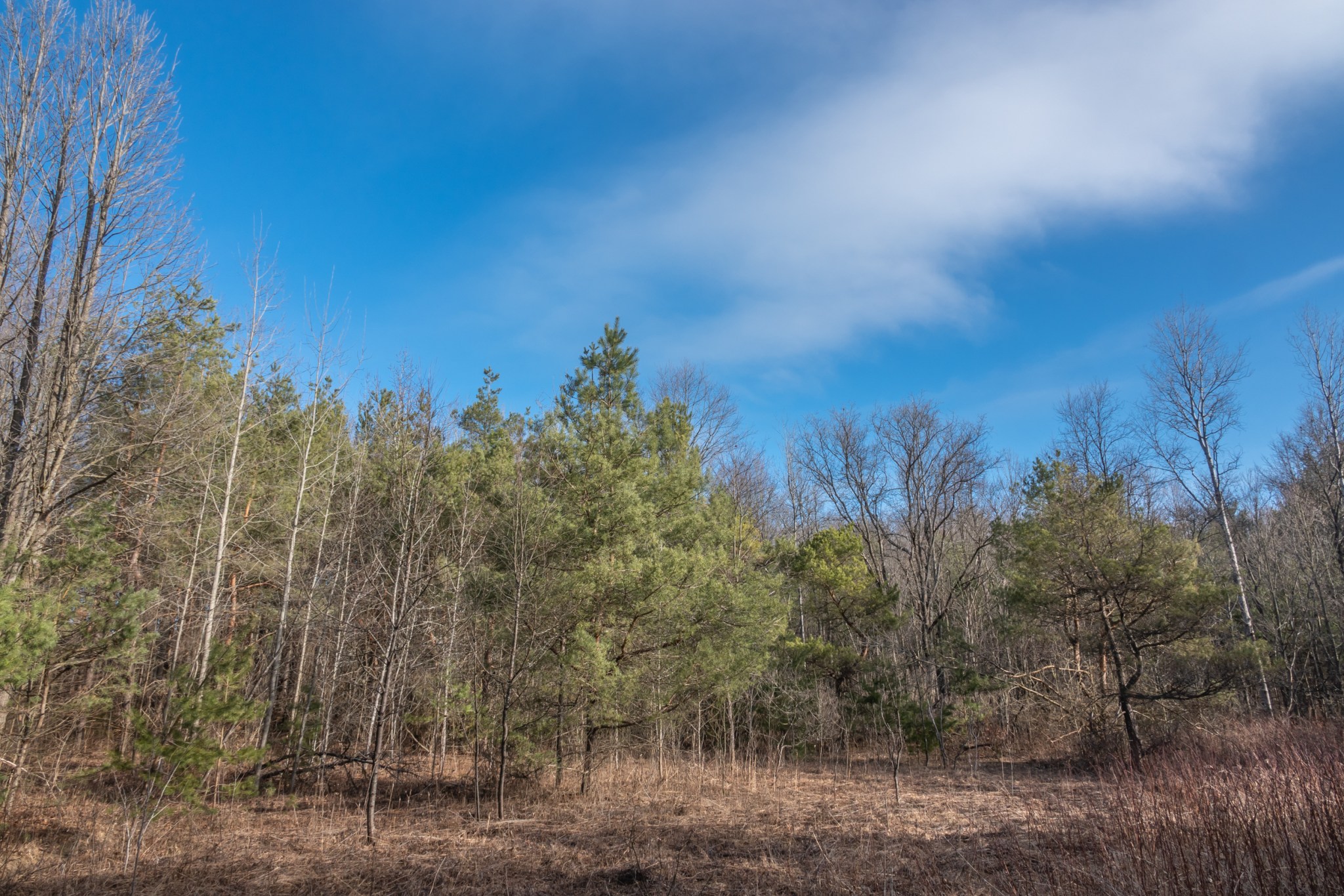 Mount Albert, Ontario: April 3, 2020 | Miles Hearn