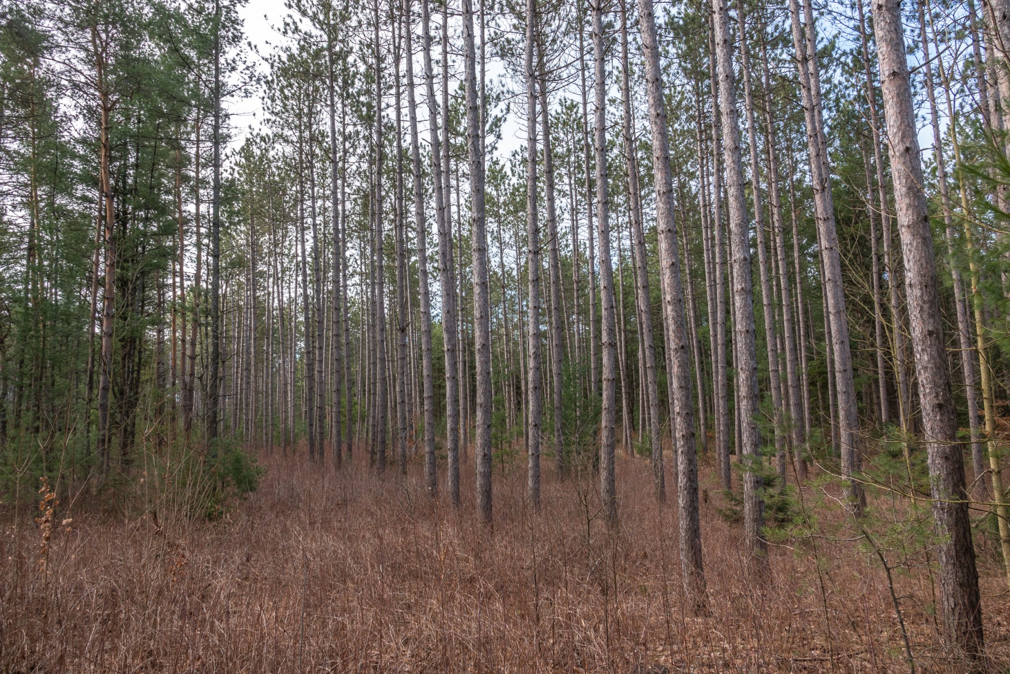 Mount Albert, Ontario: April 3, 2020 | Miles Hearn