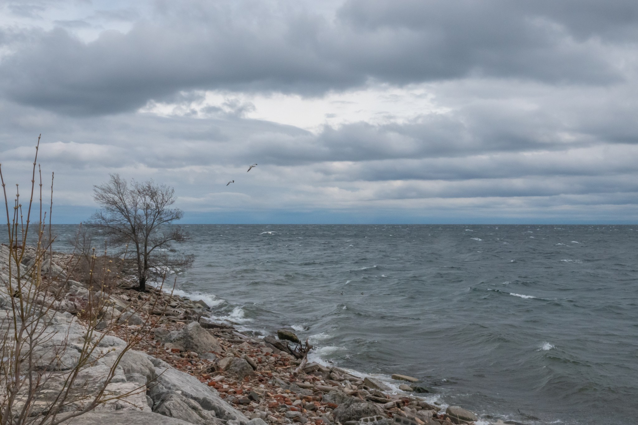 Birdwatching at Col. Sam Smith Park: April 13, 2020 | Miles Hearn