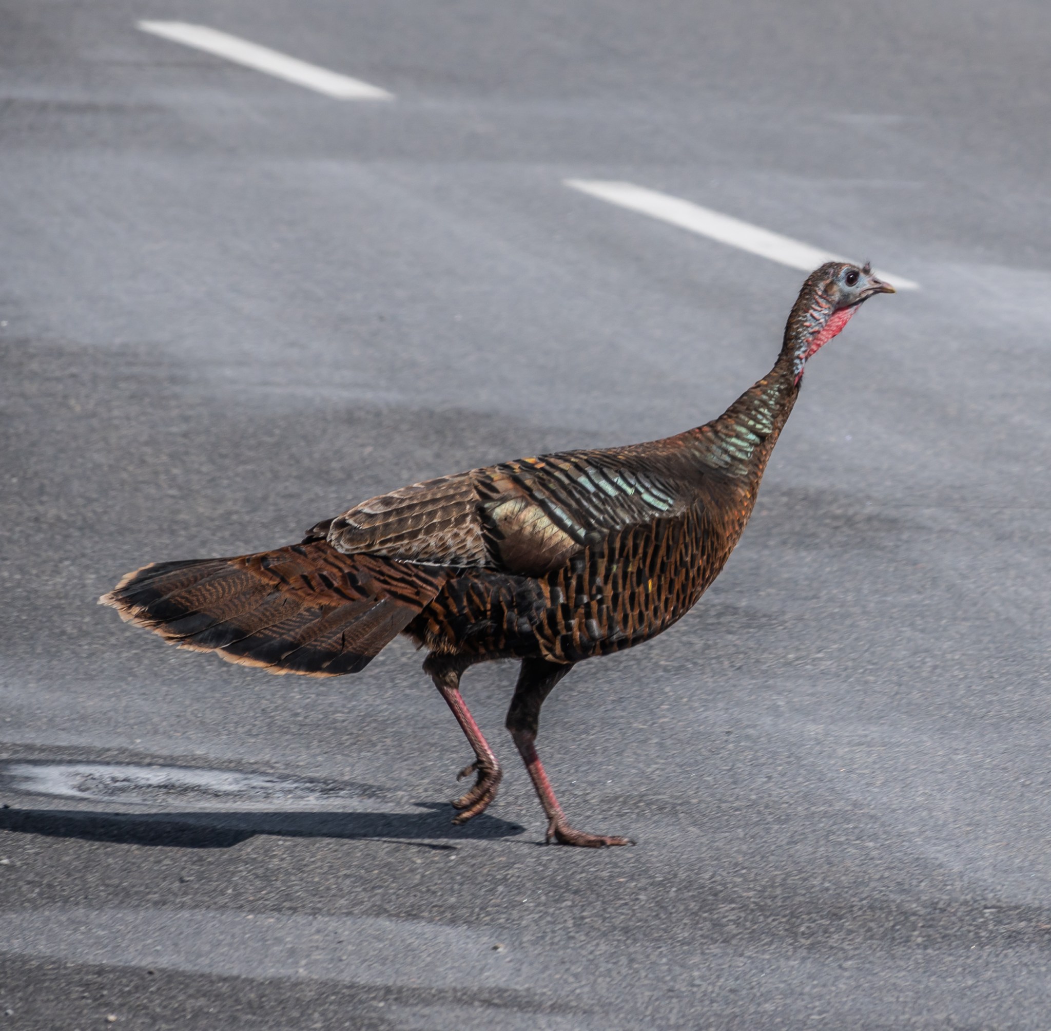 Wild Turkey at Vivian, Ontario: Last Week of April, 2020 | Miles Hearn