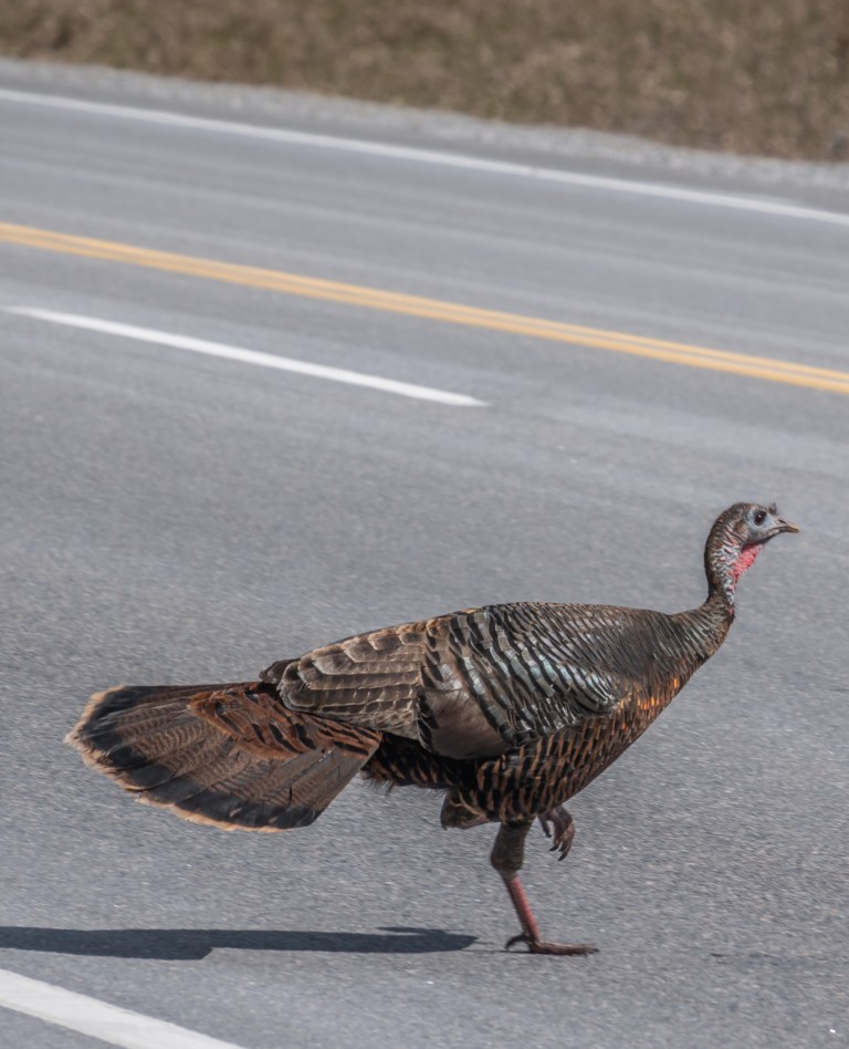 Wild Turkey at Vivian, Ontario: Last Week of April, 2020 | Miles Hearn