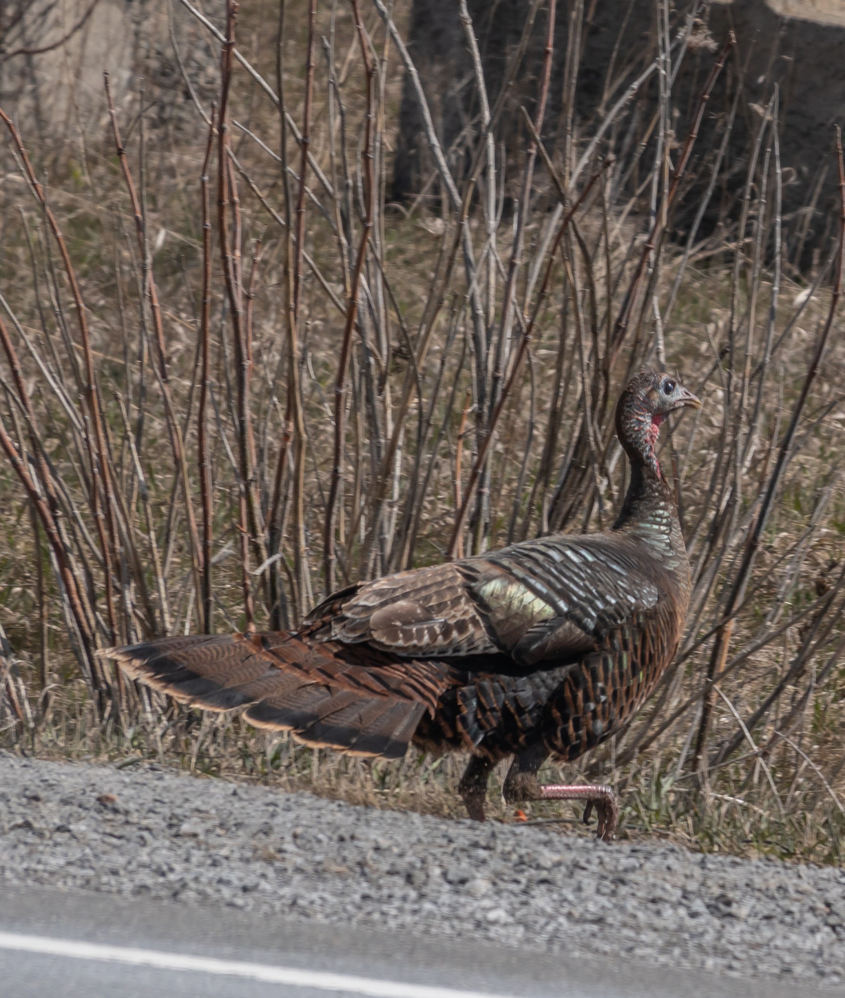 Wild Turkey at Vivian, Ontario: Last Week of April, 2020 | Miles Hearn