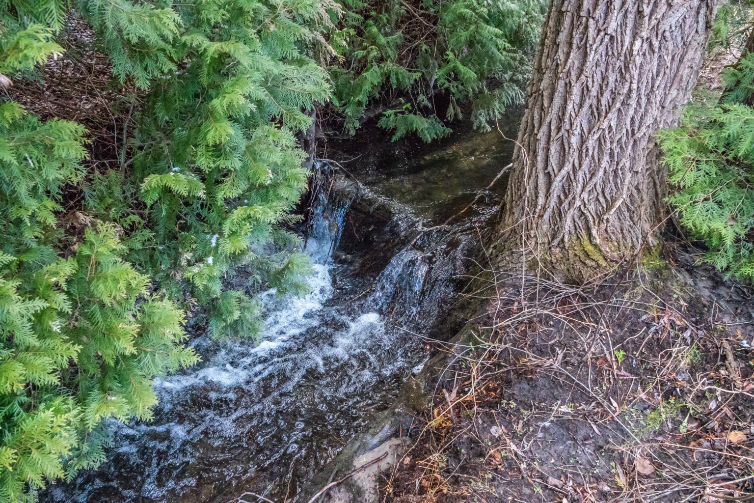 Snowball, Ontario: 2nd Week of April, 2020 | Miles Hearn