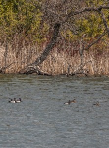 Identification of 9 Diving Duck Species: A Photographic Guide | Miles Hearn