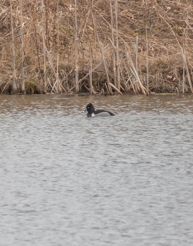 Identification of 9 Diving Duck Species: A Photographic Guide | Miles Hearn