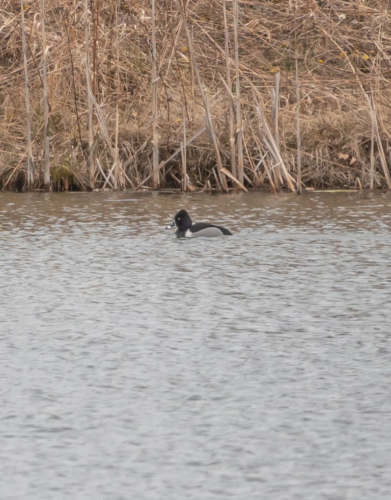 Identification of 9 Diving Duck Species: A Photographic Guide | Miles Hearn