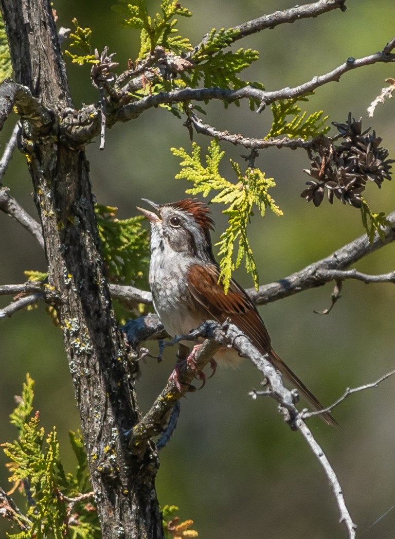Identification of 11 Sparrow Species: a Photographic Guide | Miles Hearn
