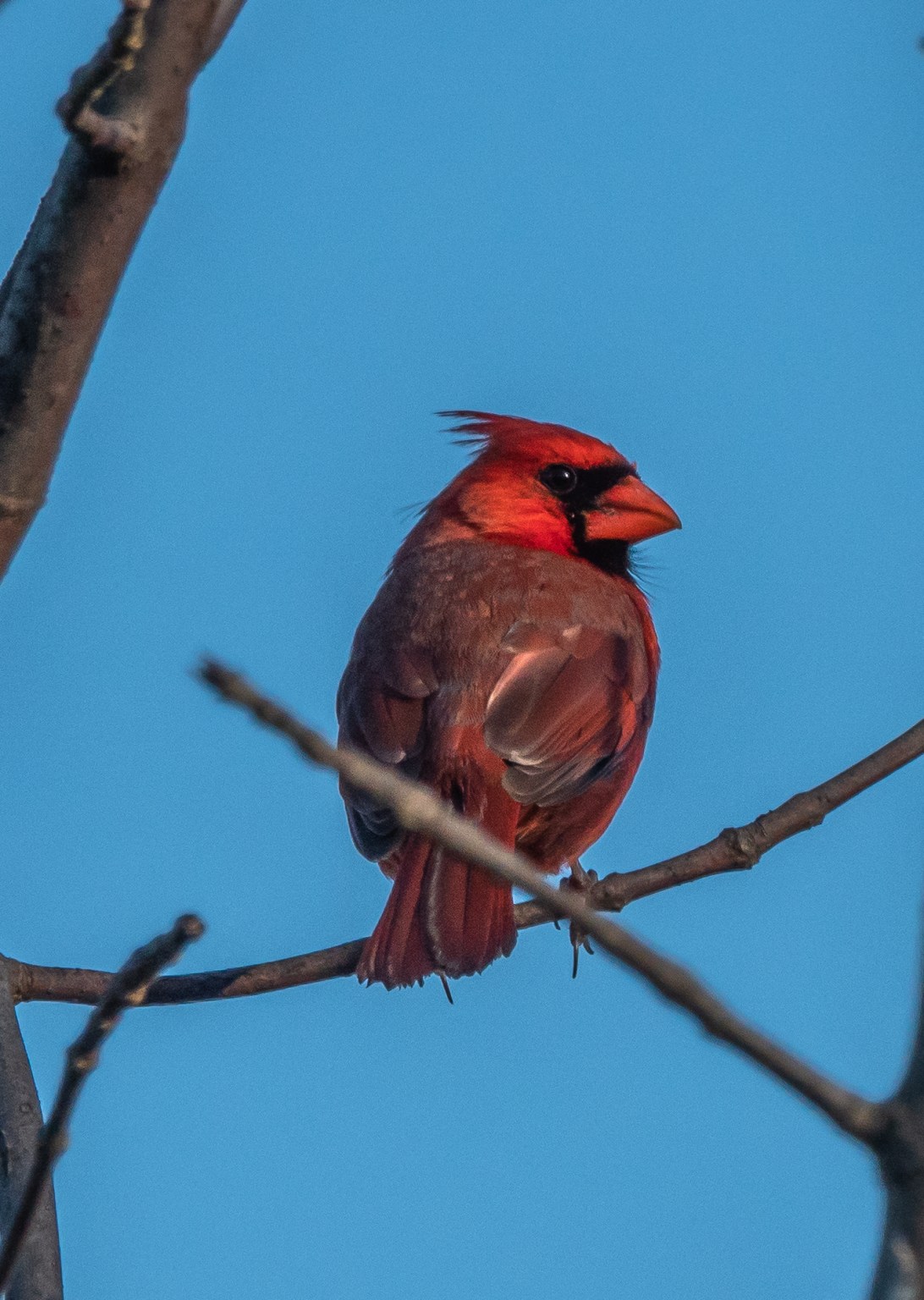 Talented Mockingbird at Marie Curtis Park: May 2020 | Miles Hearn