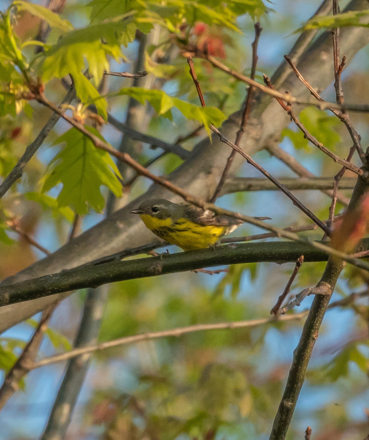 18 Warbler Species: A Photographic Guide | Miles Hearn