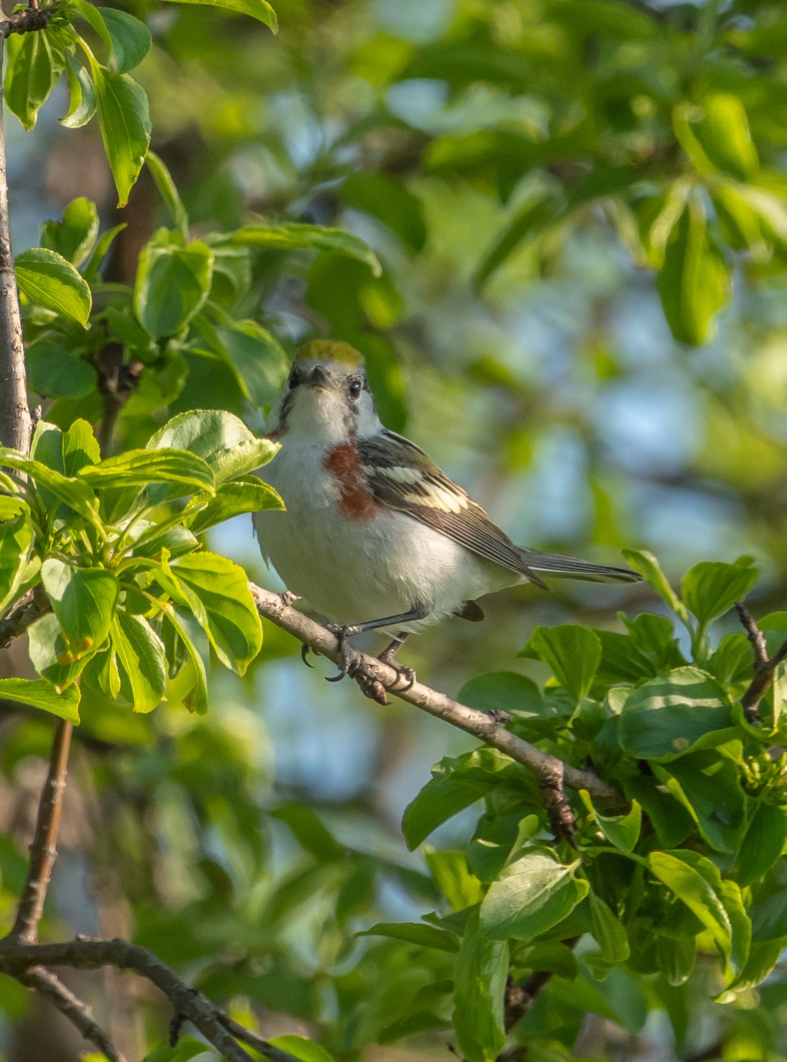 18 Warbler Species: A Photographic Guide | Miles Hearn