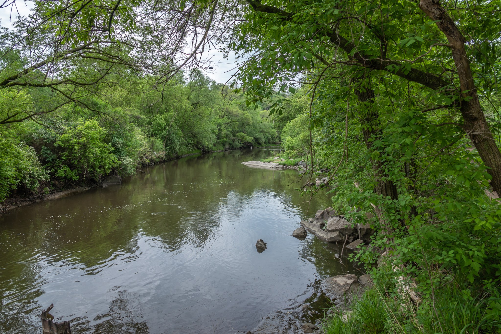 Up and Down the Don River: Late May 2020 | Miles Hearn