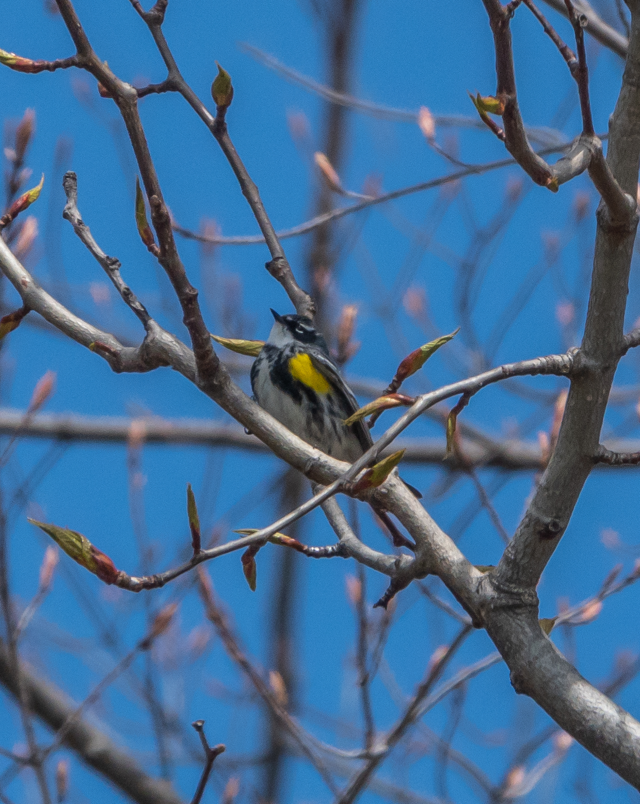 Yellow-rumped Warblers at Scarborough Bluffs: Early May, 2020 | Miles Hearn