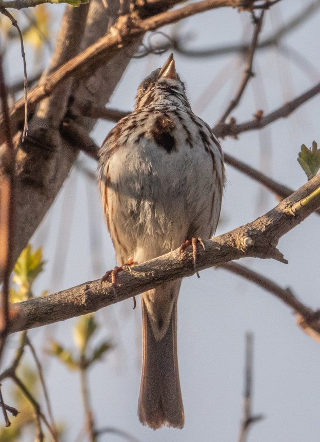 Identification of 11 Sparrow Species: a Photographic Guide | Miles Hearn