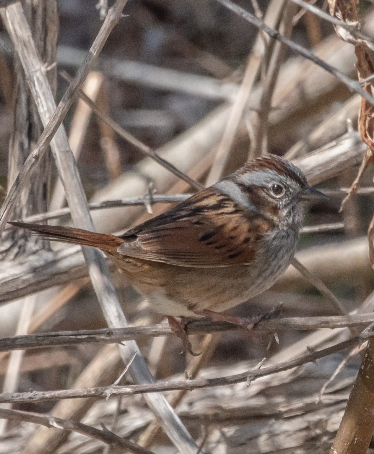 Swamp Sparrow near Bond Head, Ontario: Early May 2020 | Miles Hearn