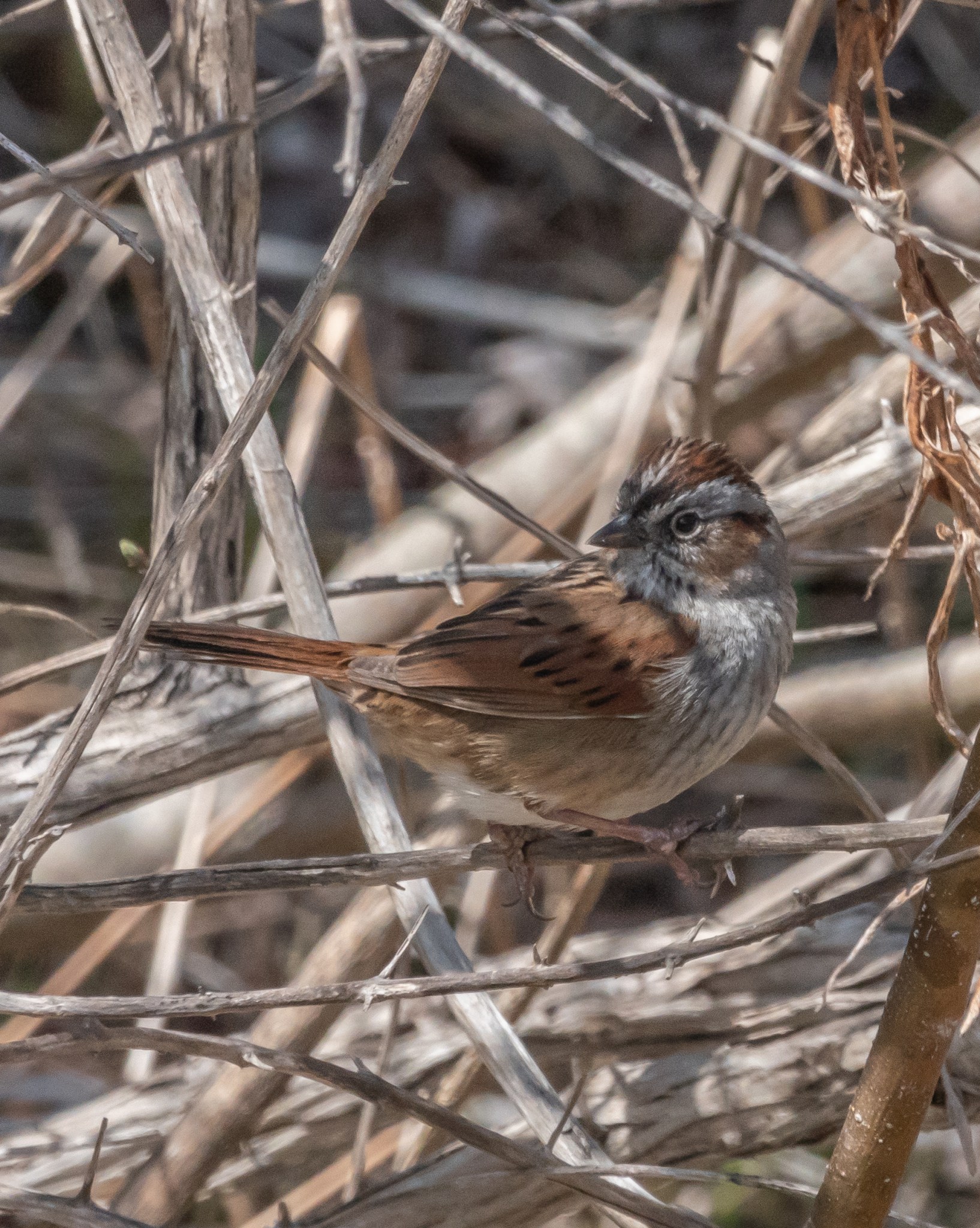 Swamp Sparrow near Bond Head, Ontario: Early May 2020 | Miles Hearn