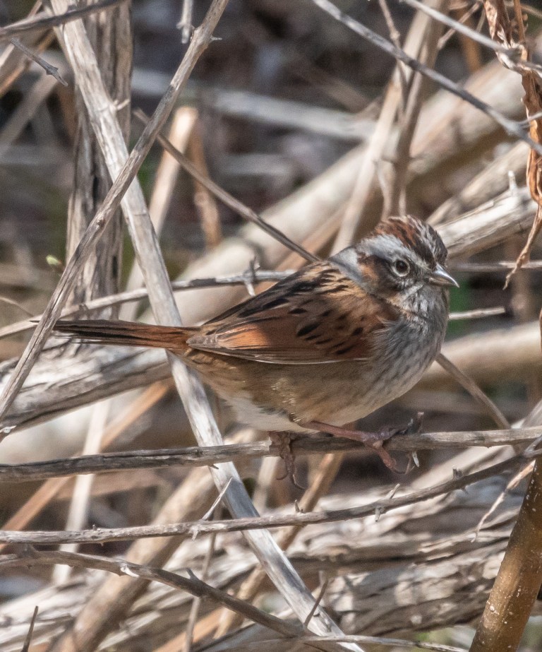 Identification of 11 Sparrow Species: a Photographic Guide | Miles Hearn