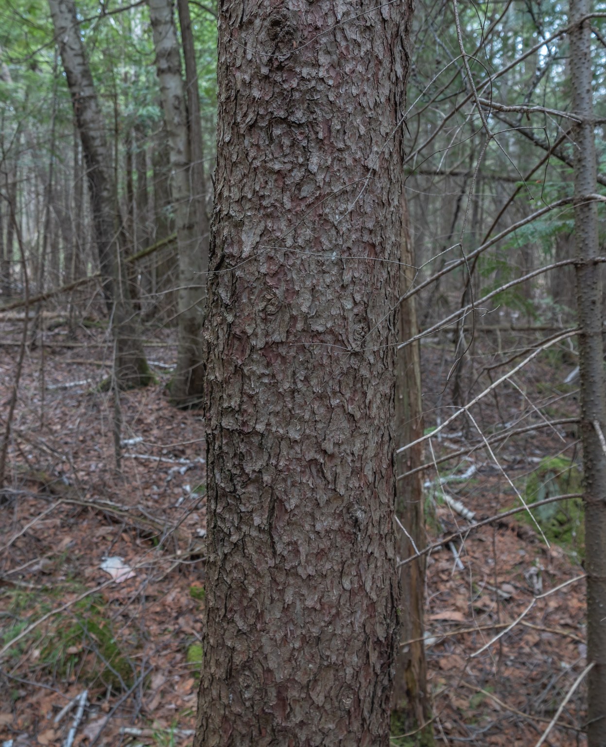 Udora, Ontario and a Red Maple Swamp: Early May 2020 | Miles Hearn