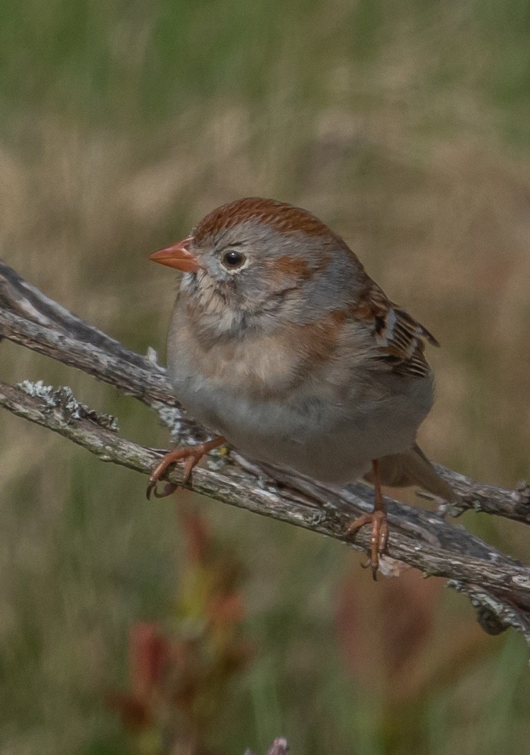 Identification of 11 Sparrow Species: a Photographic Guide | Miles Hearn