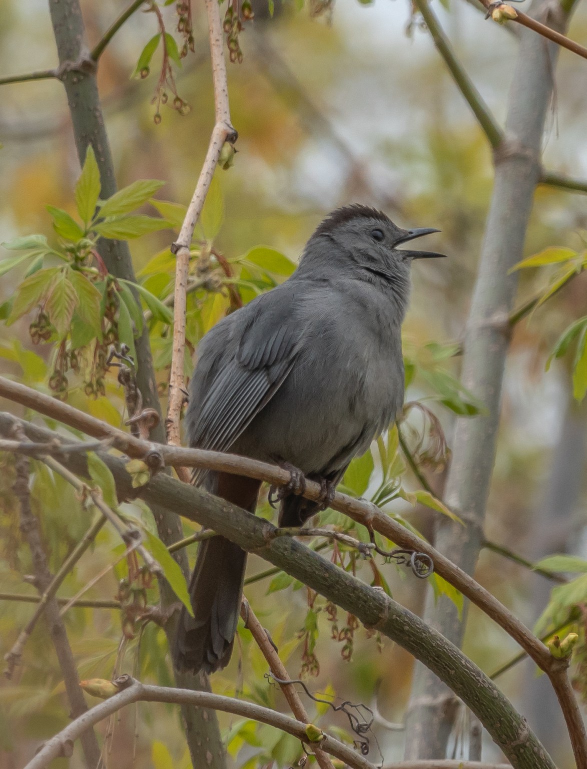 Gray Catbird: Dr. J. Murray Speirs | Miles Hearn