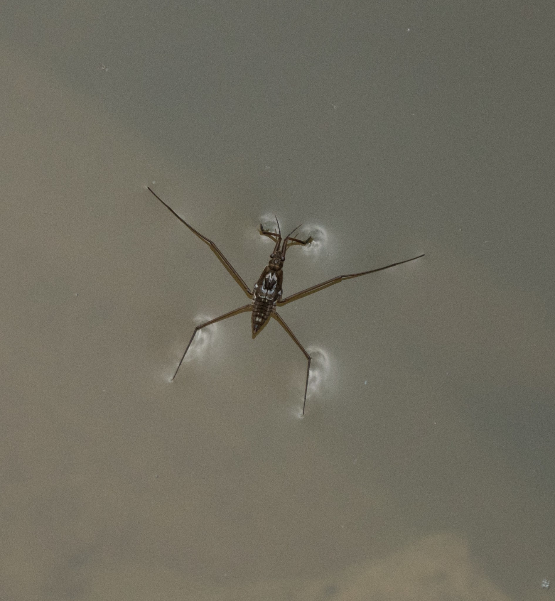 Water Striders in the Little Rouge Creek: Summer 2020 | Miles Hearn