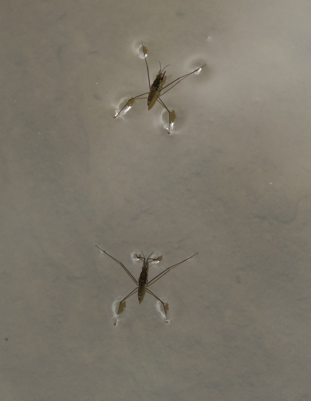 Water Striders in the Little Rouge Creek: Summer 2020 | Miles Hearn