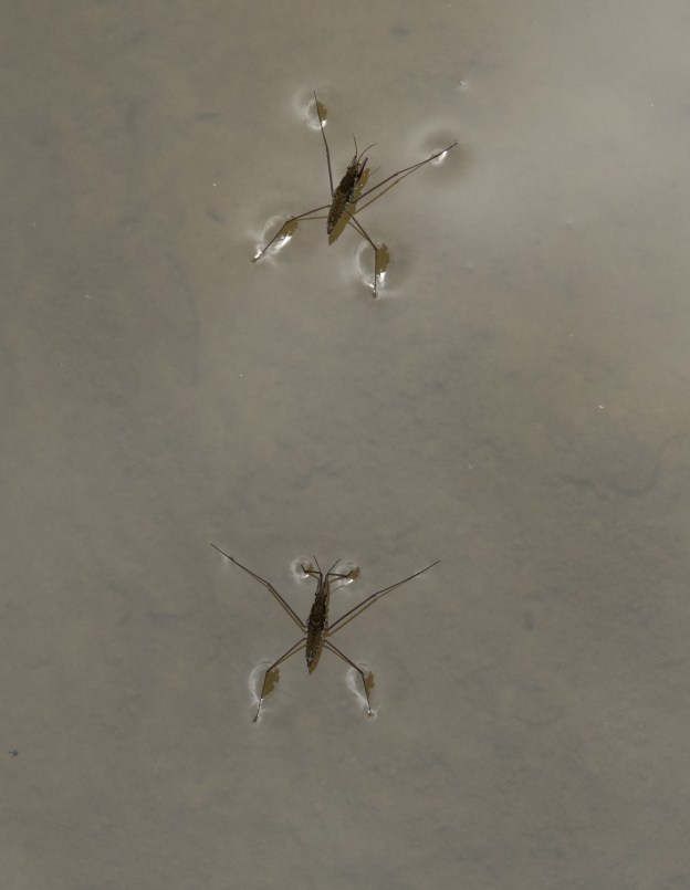 Water Striders in the Little Rouge Creek: Summer 2020 | Miles Hearn