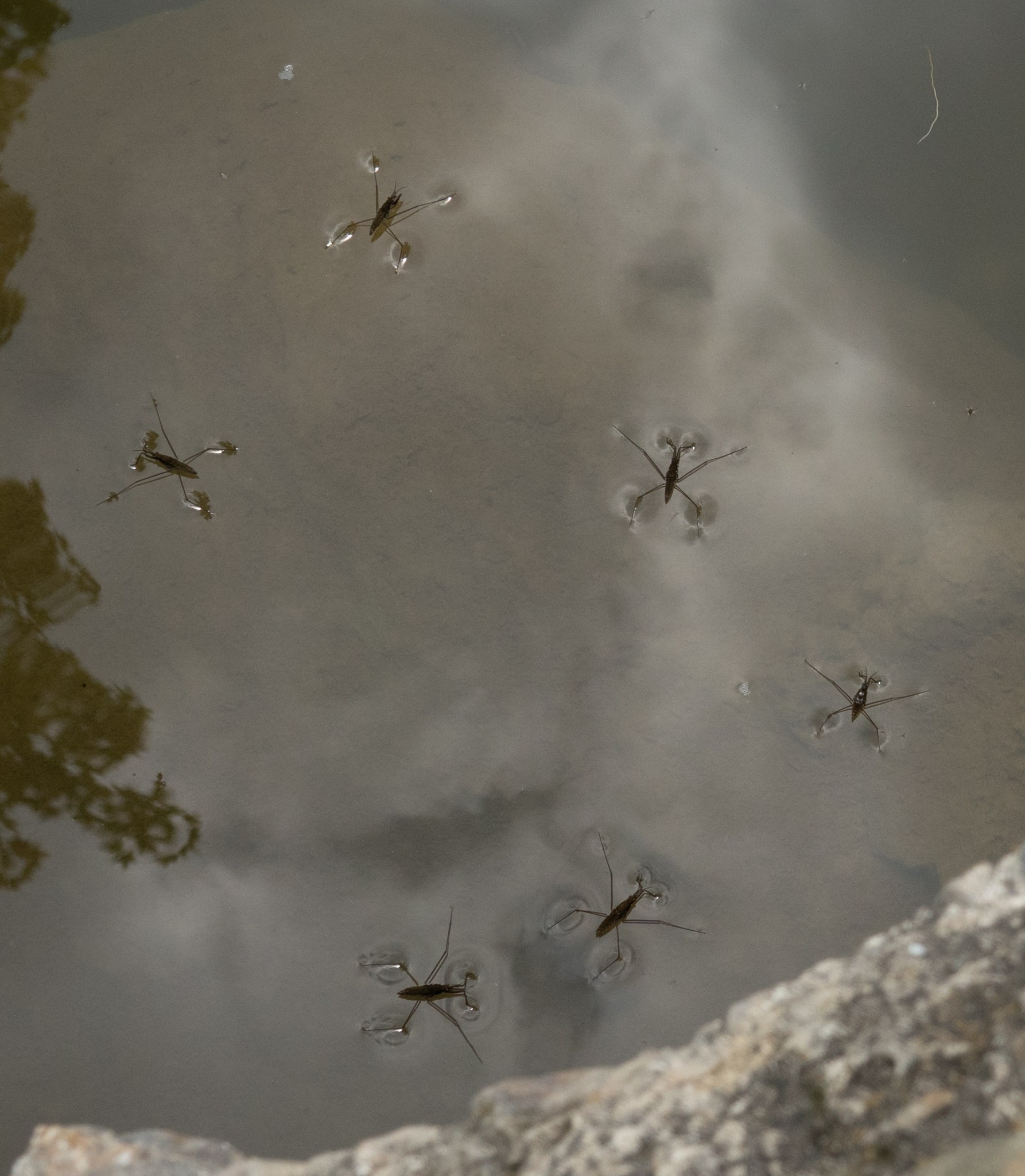 Water Striders in the Little Rouge Creek: Summer 2020 | Miles Hearn
