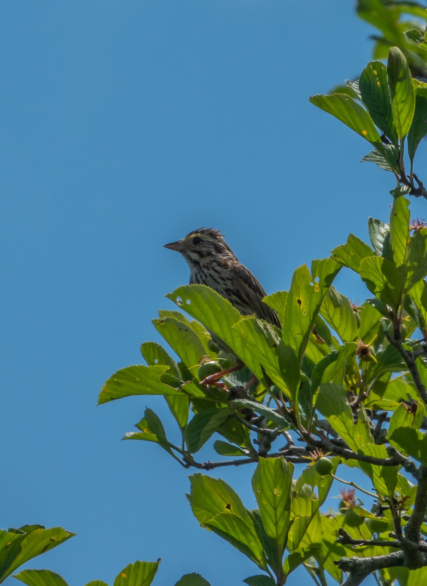 Identification of 11 Sparrow Species: a Photographic Guide | Miles Hearn