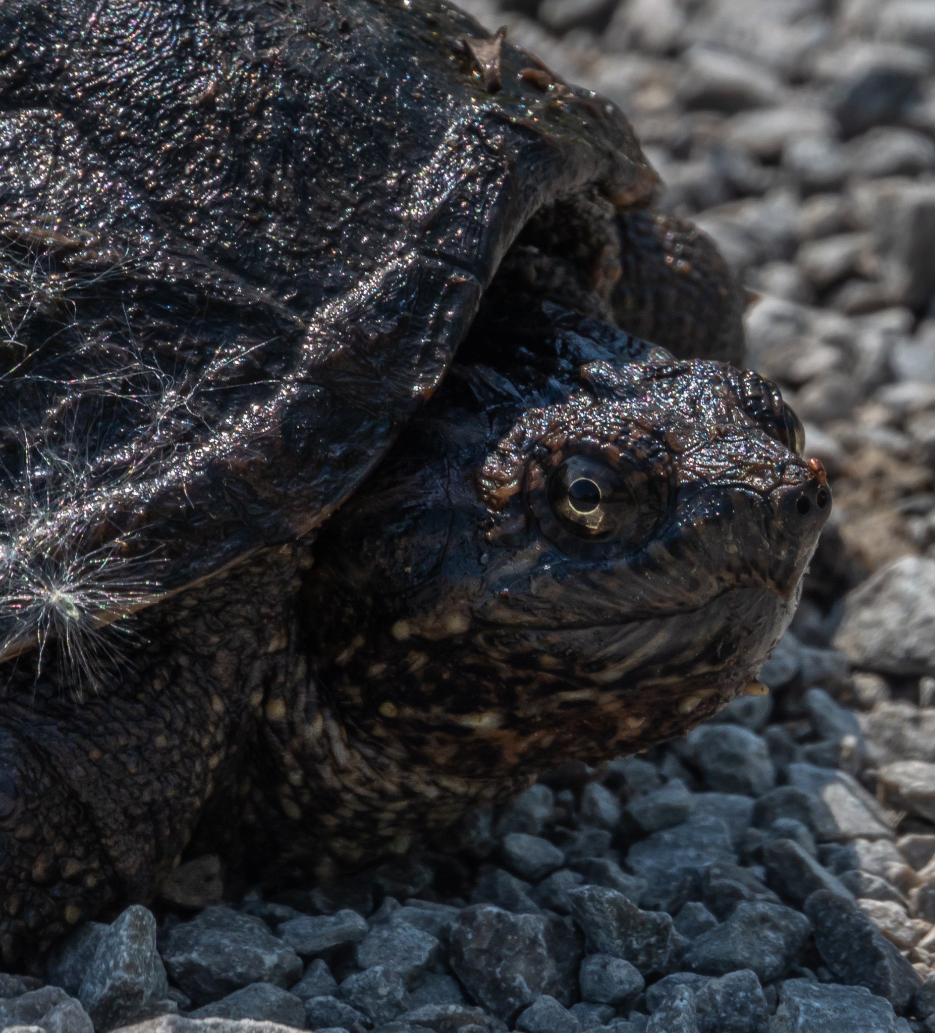 Snapping Turtle and Bald Eagle near Sandford, Ontario: June 2020 ...