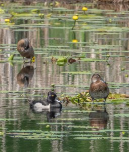 Identification of 9 Diving Duck Species: A Photographic Guide | Miles Hearn