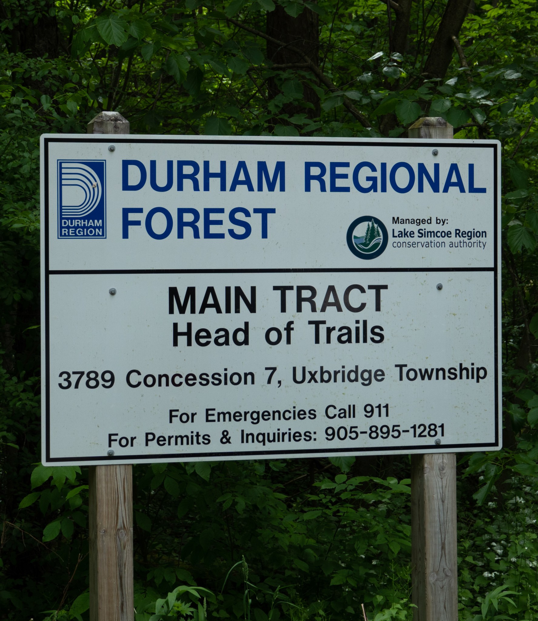 Durham Regional Forest: June 2020 | Miles Hearn