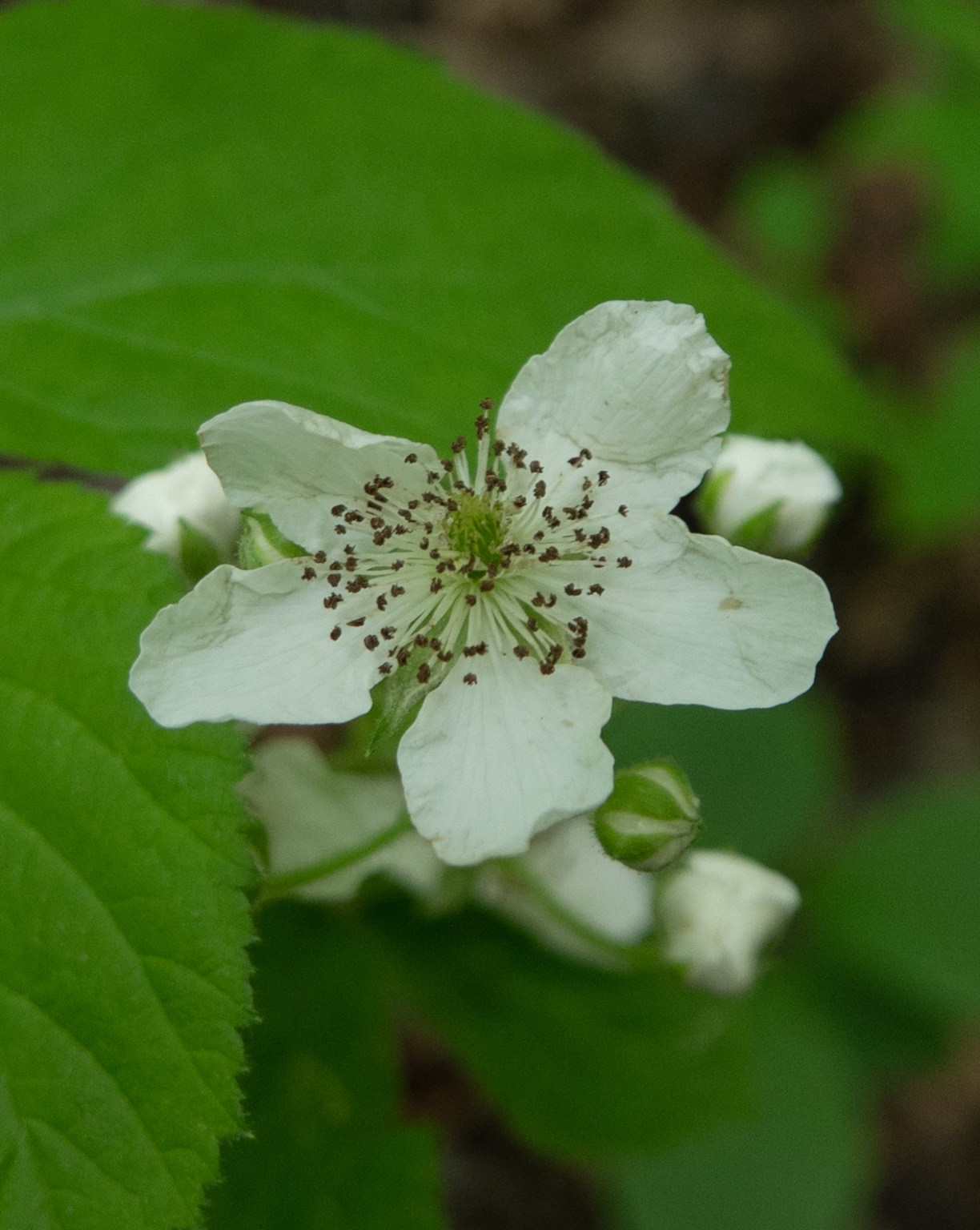 Durham Regional Forest: June 2020 | Miles Hearn