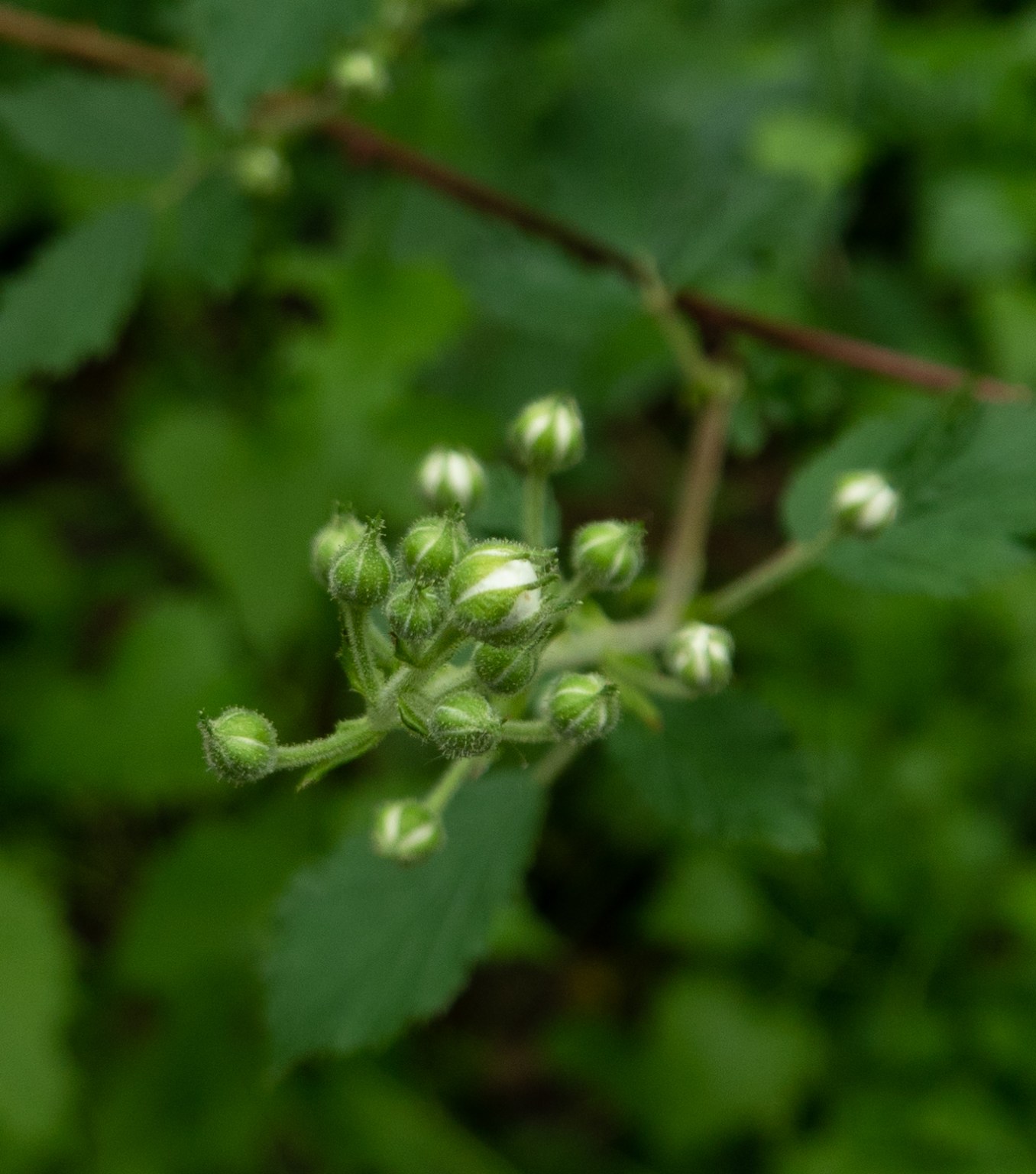 Durham Regional Forest: June 2020 | Miles Hearn