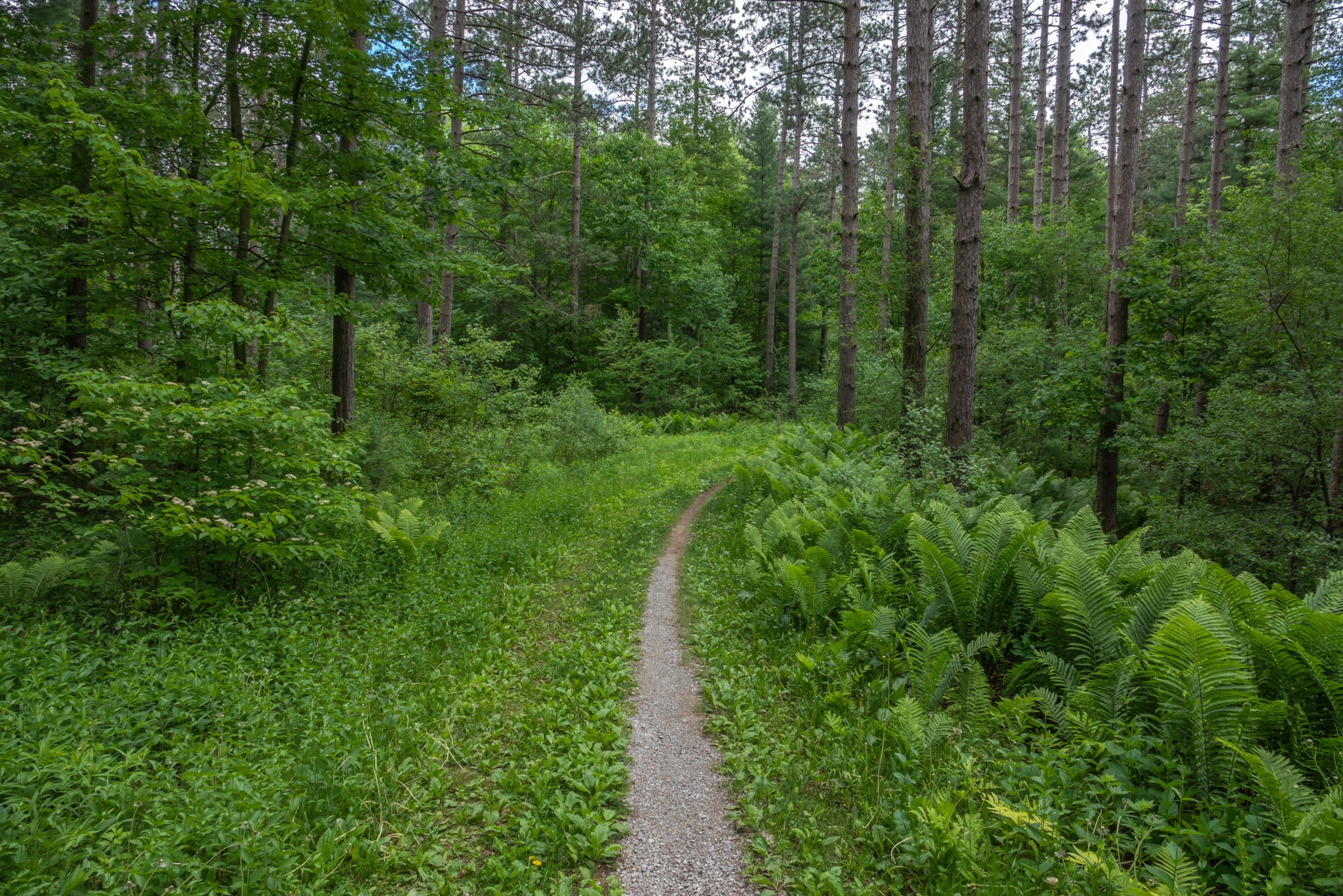 Durham Regional Forest: June 2020 | Miles Hearn