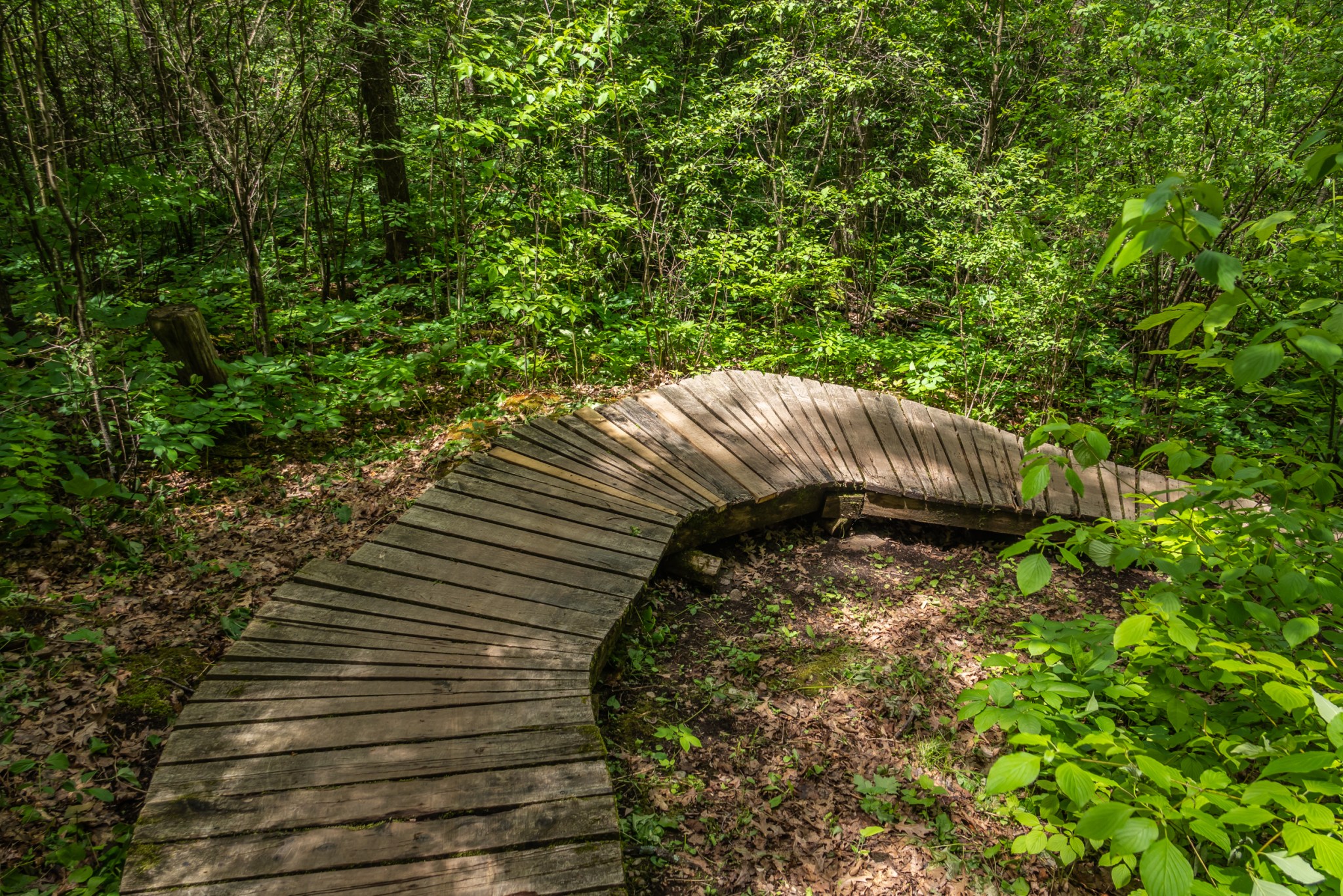 Durham Regional Forest: June 2020 | Miles Hearn