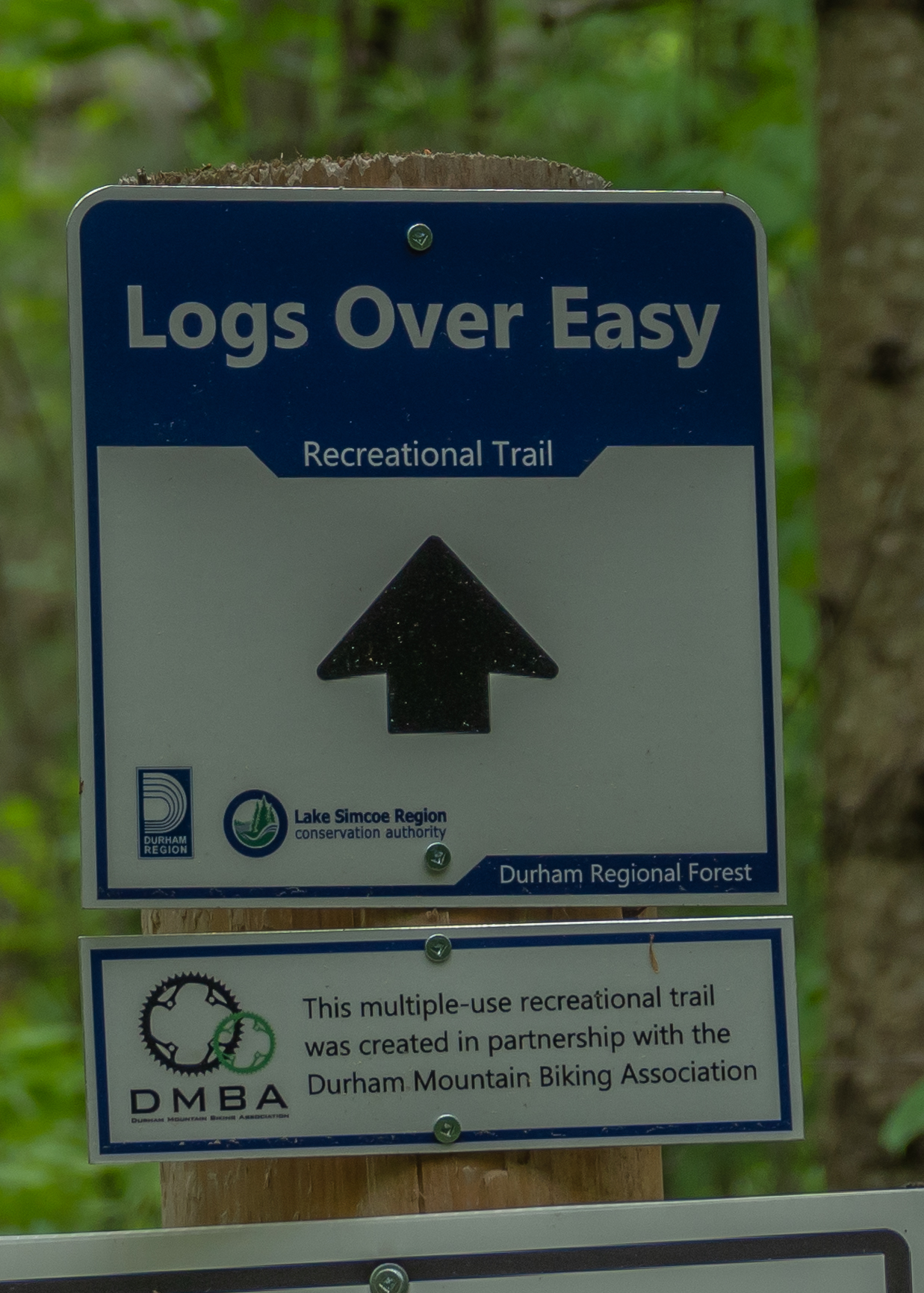 Durham Regional Forest: June 2020 | Miles Hearn