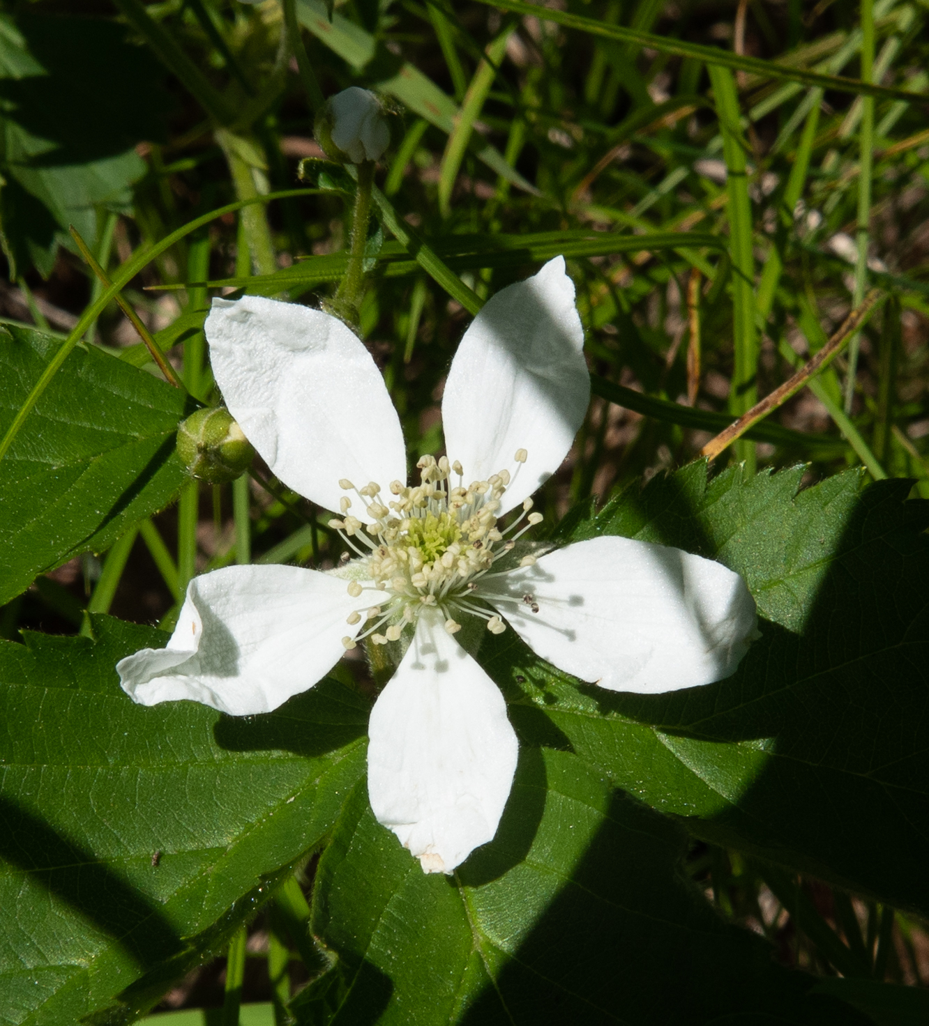 Huckleberry, Wild Lupine, Sassafras and Swamp Dewberry in High Park ...