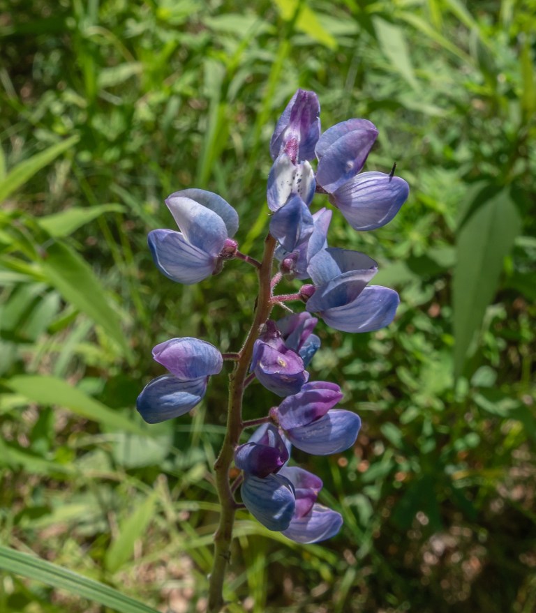 Huckleberry, Wild Lupine, Sassafras and Swamp Dewberry in High Park ...