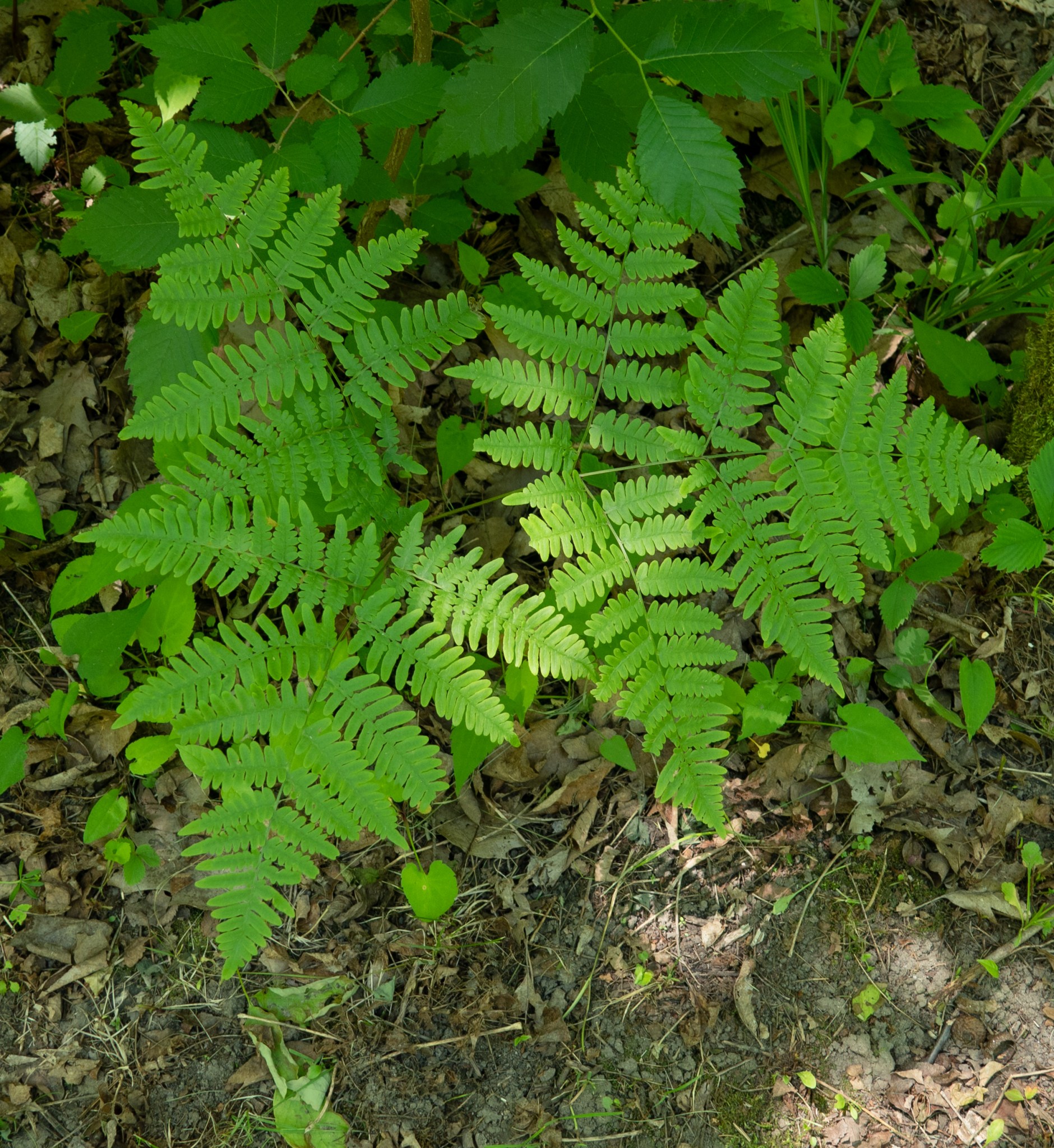10 Fern Species at Parc de La Gatineau: June 2020 | Miles Hearn