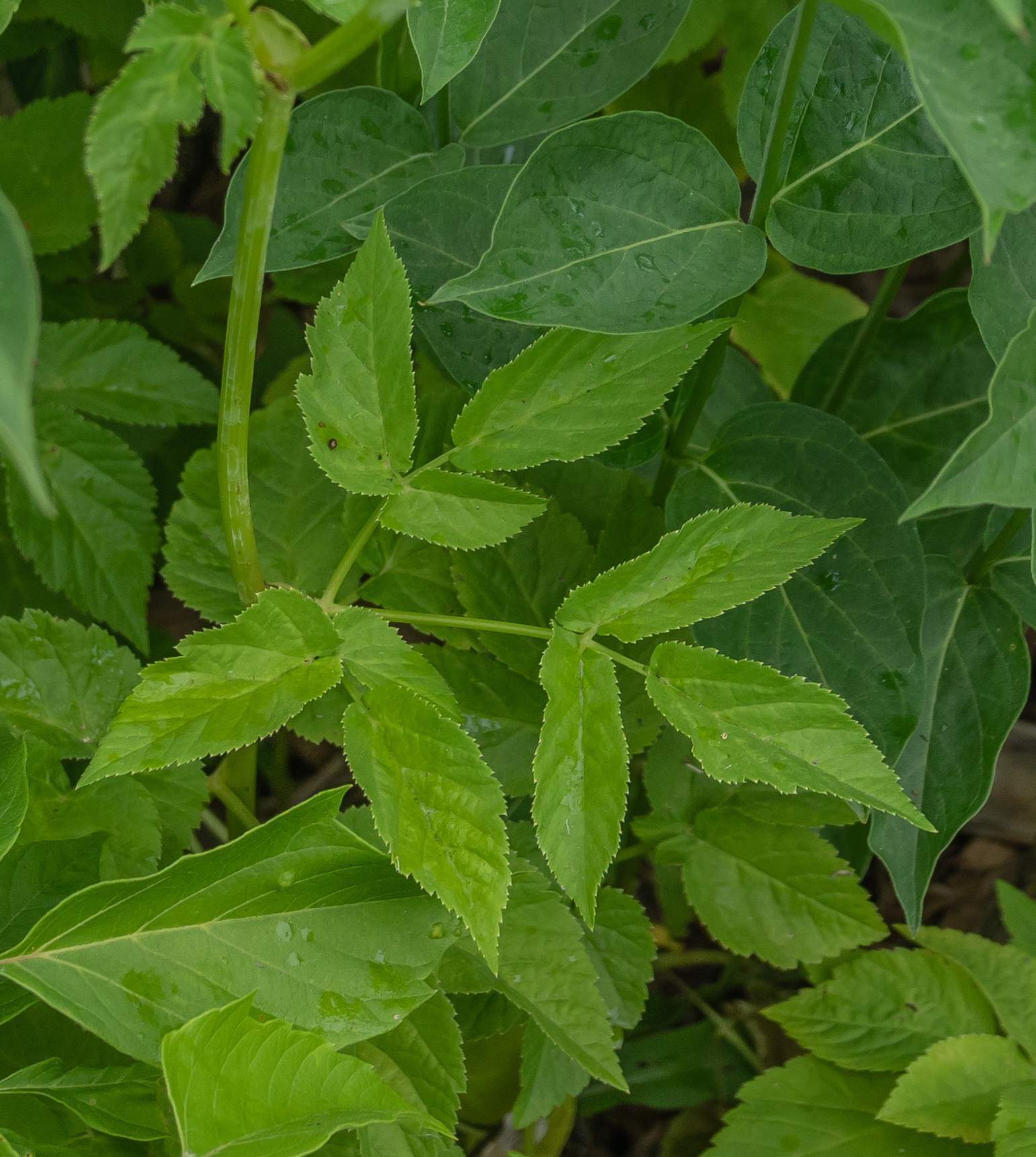 Goutweed and Other Flowers by the Don River: June 2020 | Miles Hearn
