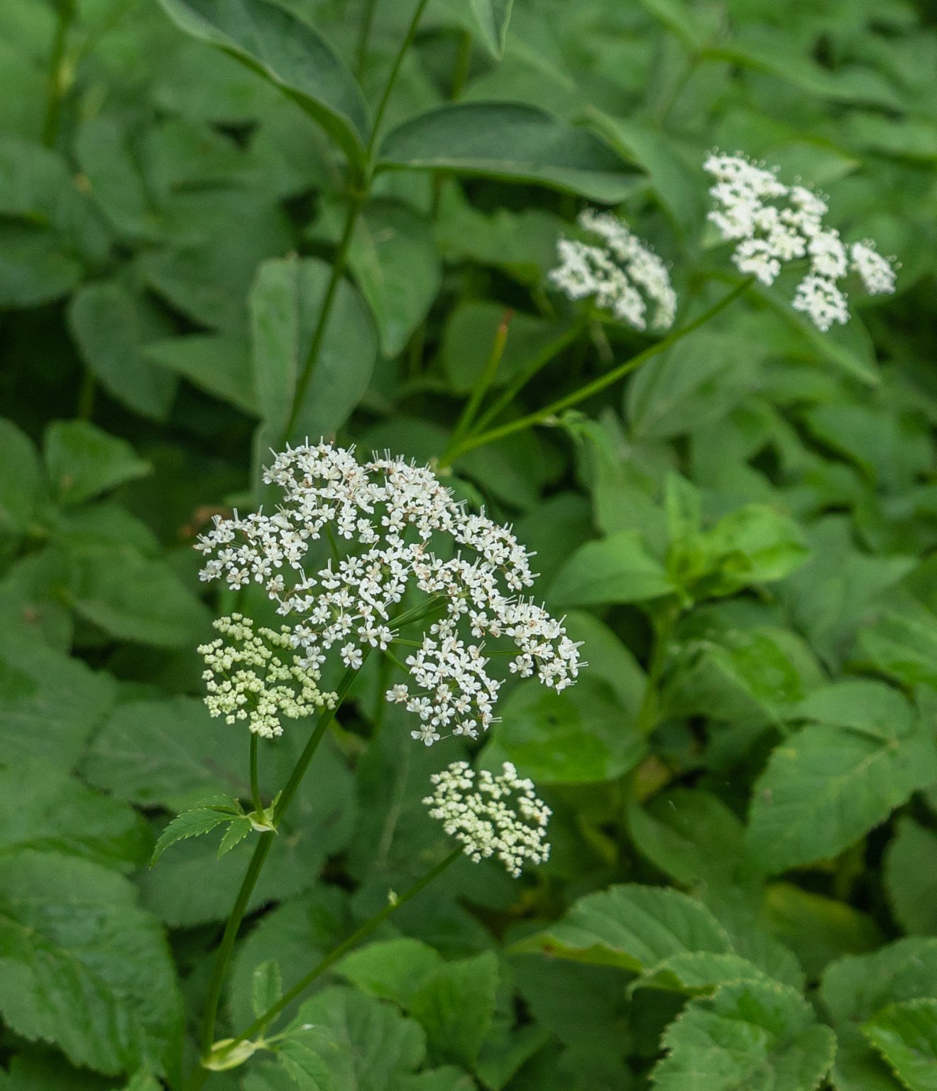 Goutweed and Other Flowers by the Don River: June 2020 | Miles Hearn